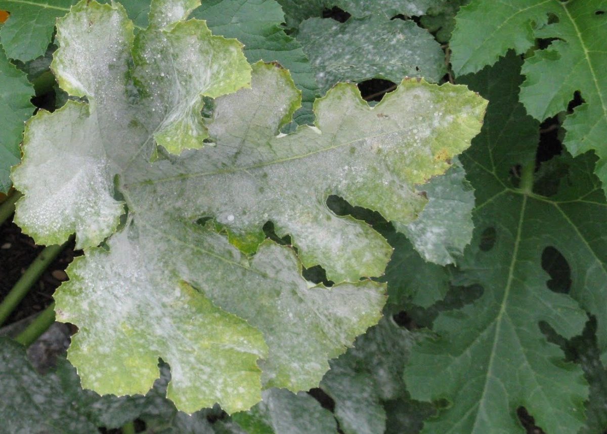 Benchmark Labs - Powdery Mildew Prediction - Senior Design Day